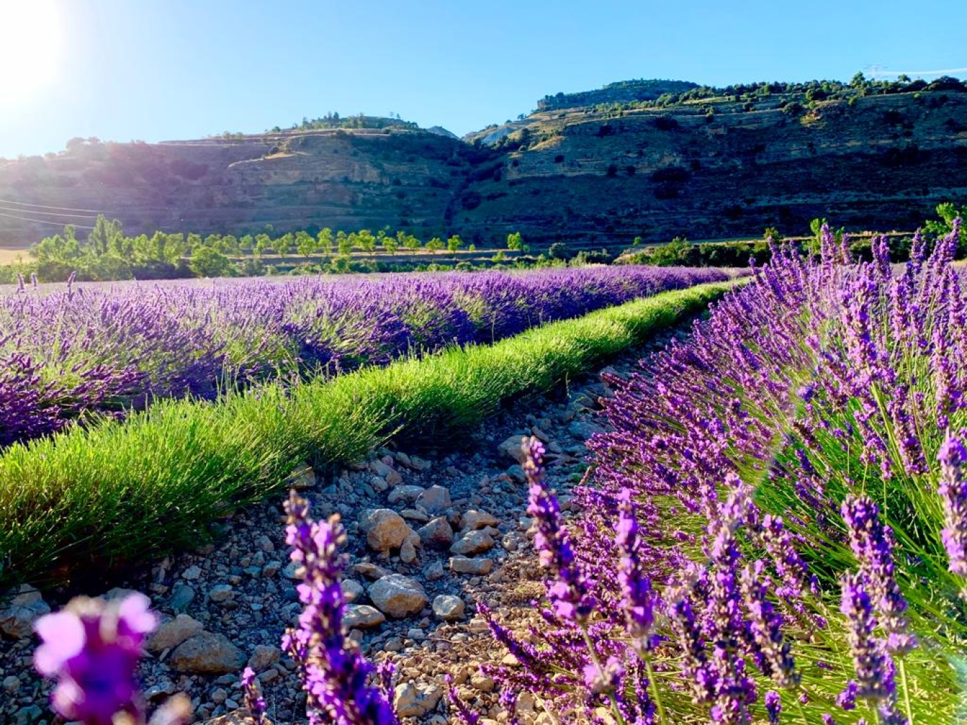 Els Ports, La "Provenza Valenciana" - Viu els Ports